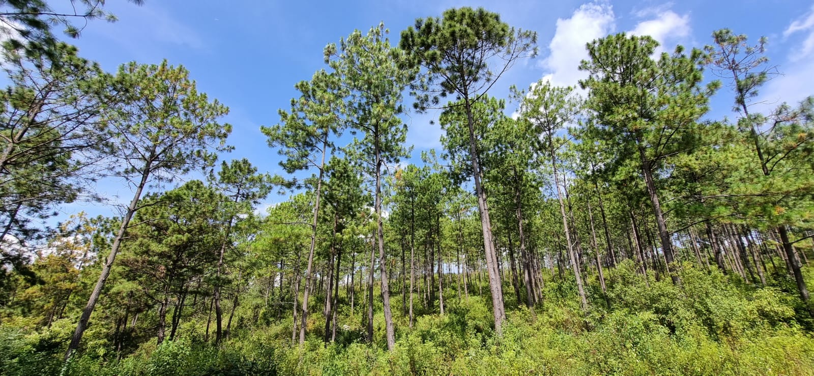 INAB beneficia a más de 4 mil 900 familias, con nuevo desembolso de ...