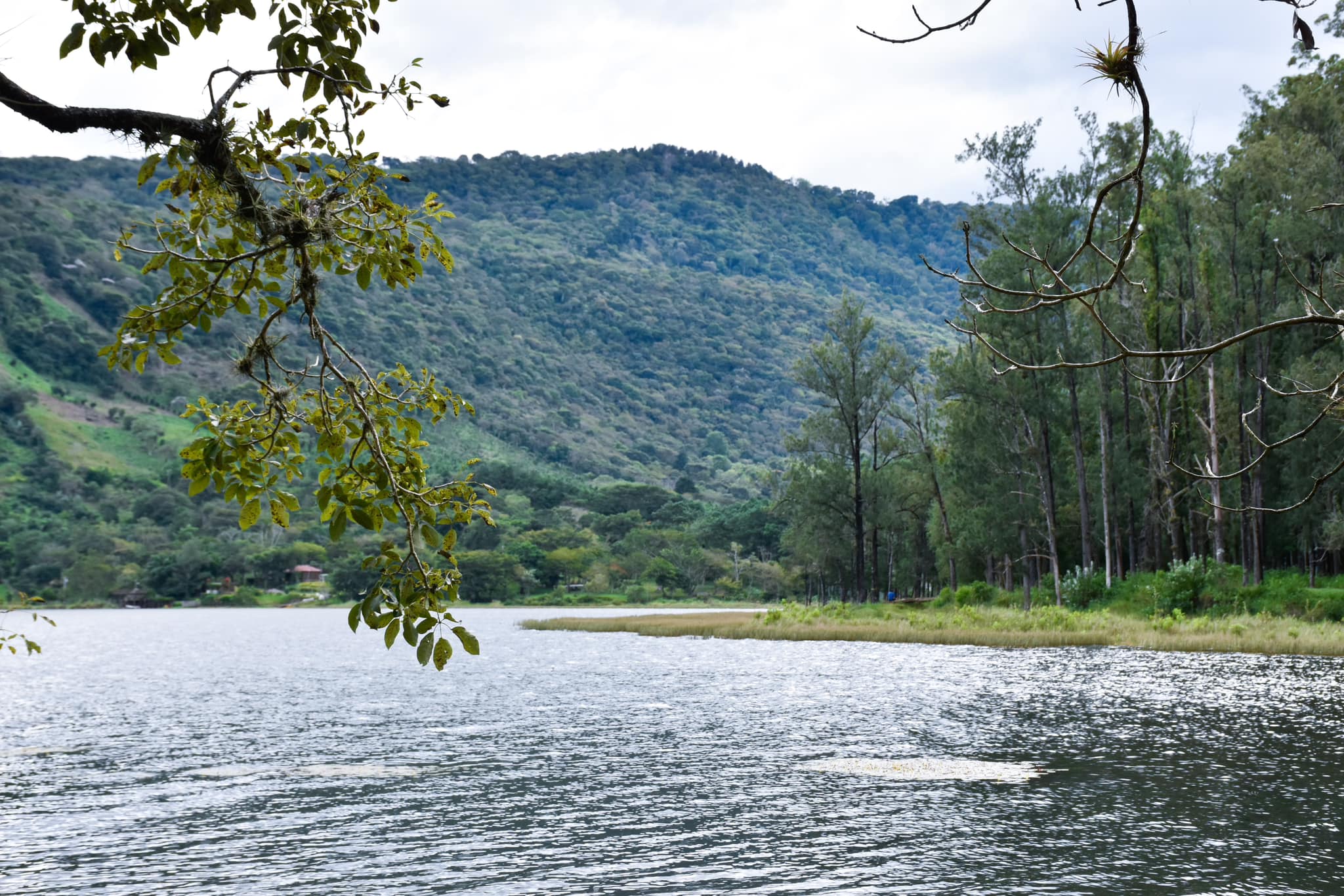 INAB, 28 años promoviendo una Guatemala con más bosques, más vida – El ...